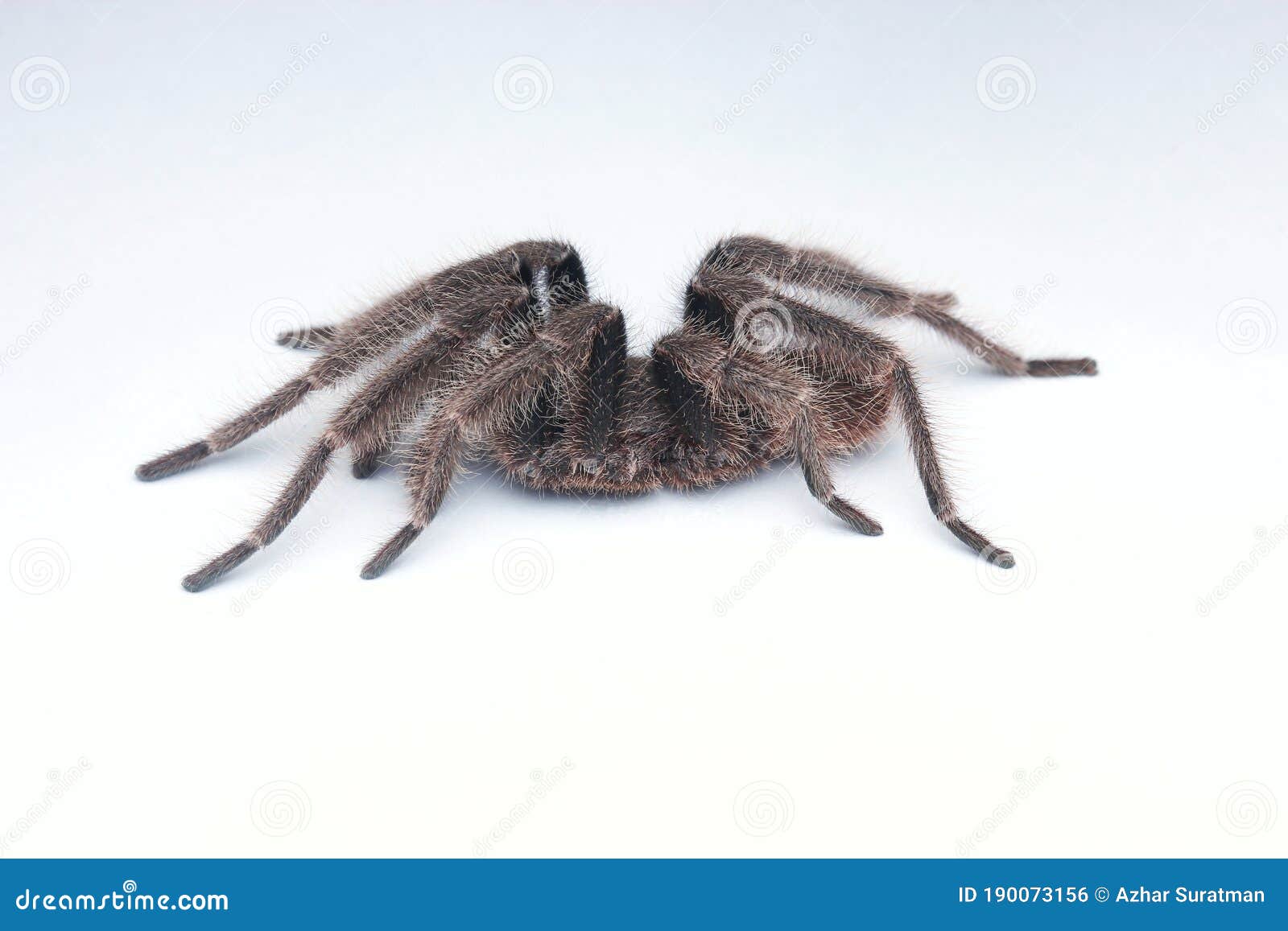 Side View a Tarantula Over White Background. Stock Photo - Image of ...