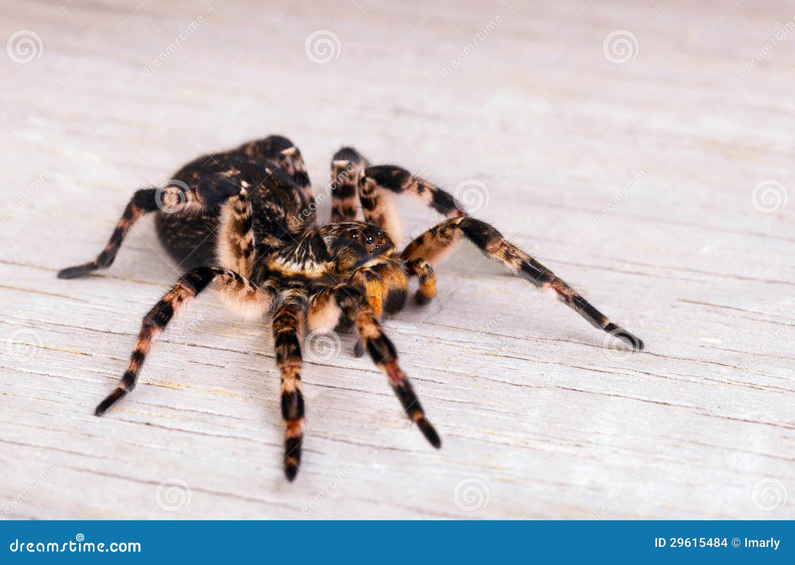 Side View of Tarantula Spider Stock Photo - Image of hunter, wild: 29615484