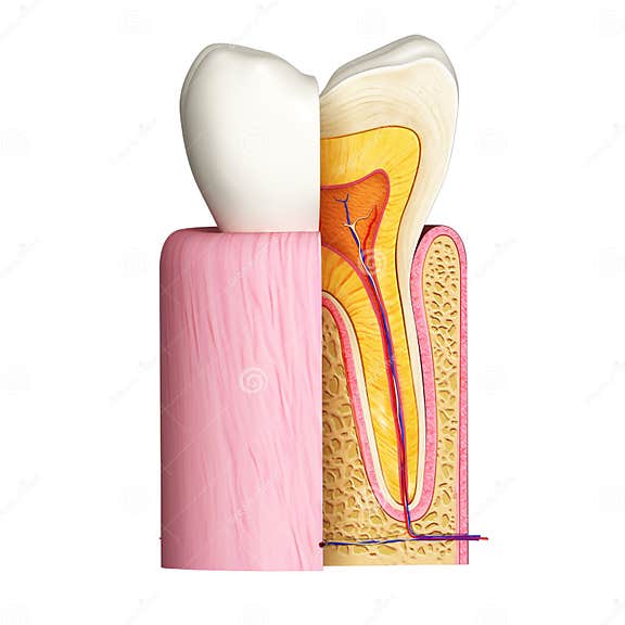 Side view of Teeth anatomy stock illustration. Illustration of dentist ...