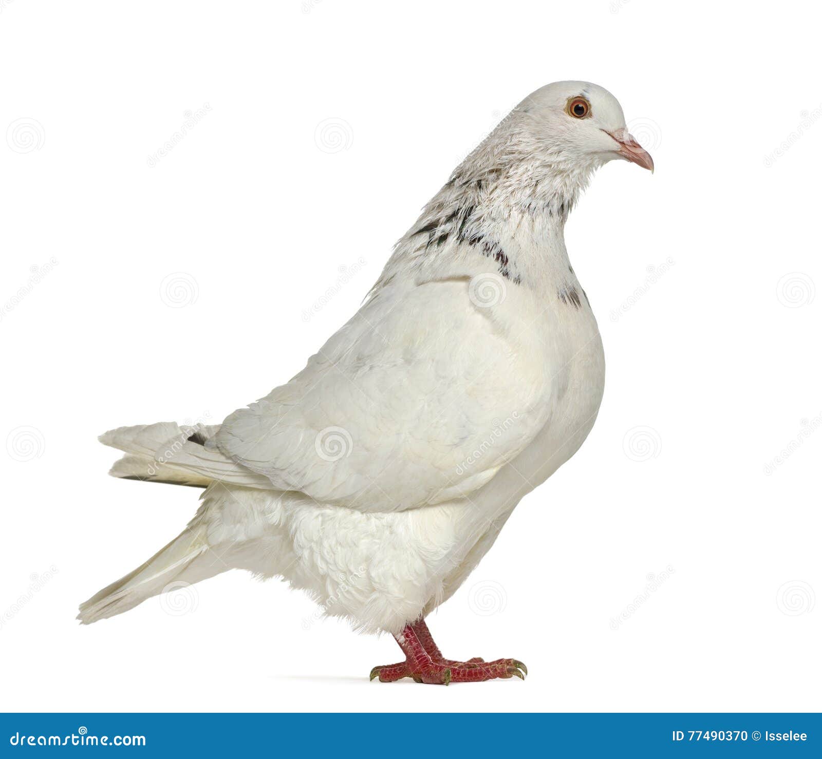 Side View of a Texan Pigeon Stock Photo - Image of shot, white: 77490370