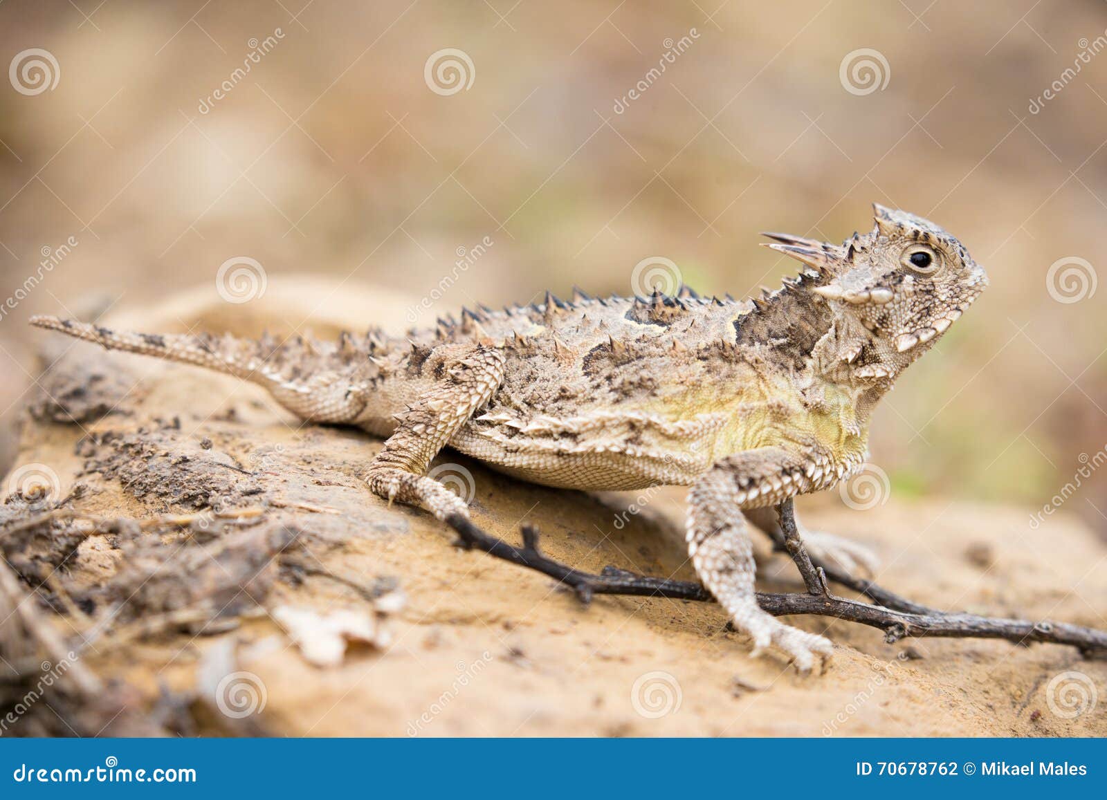 Side View of Texas Horned Lizard or Toad Lizard Stock Photo - Image of ...