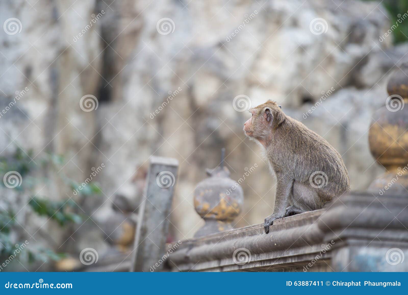 Side View Thailand Monkey on the Wall Stock Image - Image of face ...