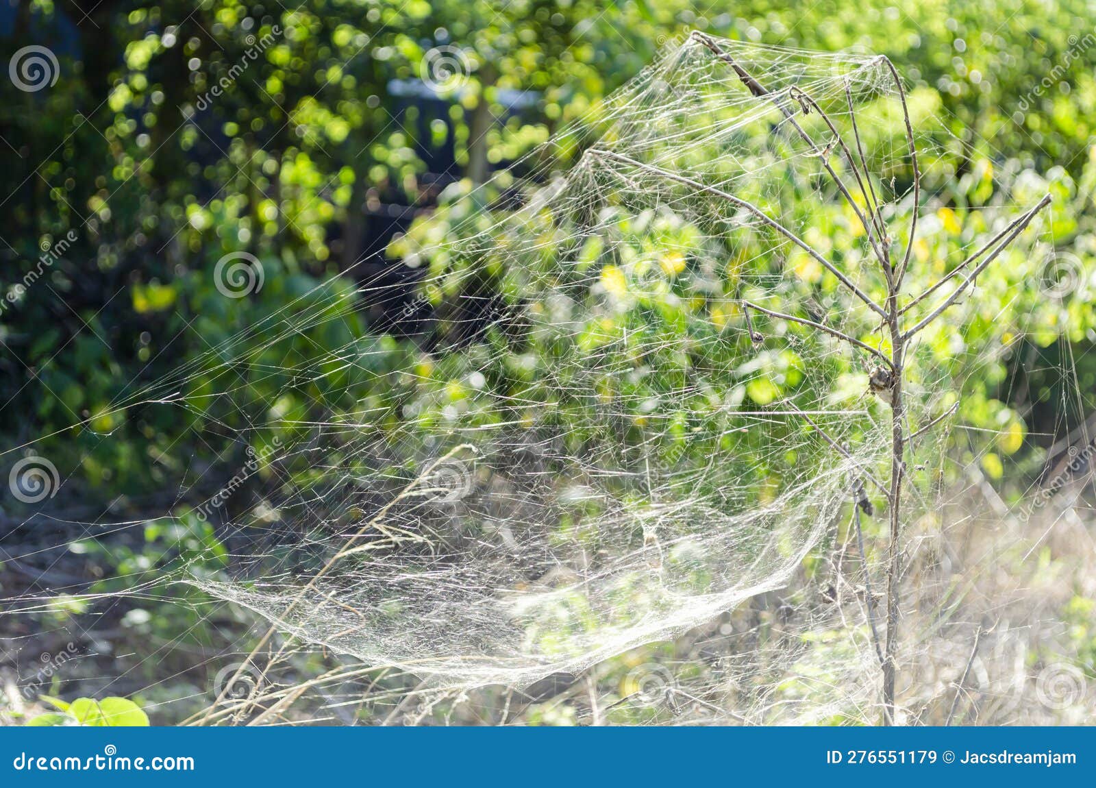 Side View of Thick Weaved Web Trap Stock Image - Image of macro, grass ...