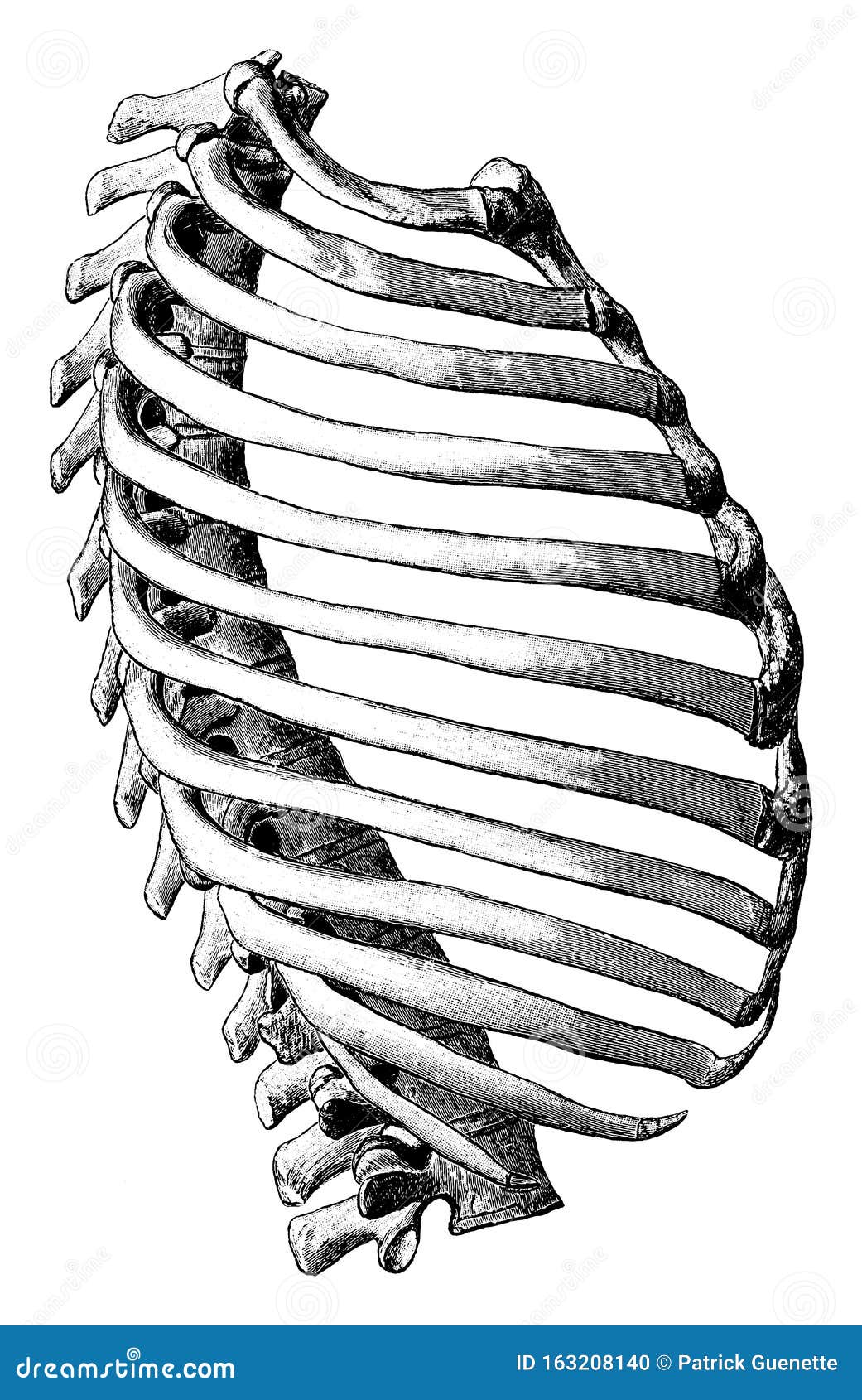 Side View of Thorax, Vintage Illustration Stock Vector - Illustration ...