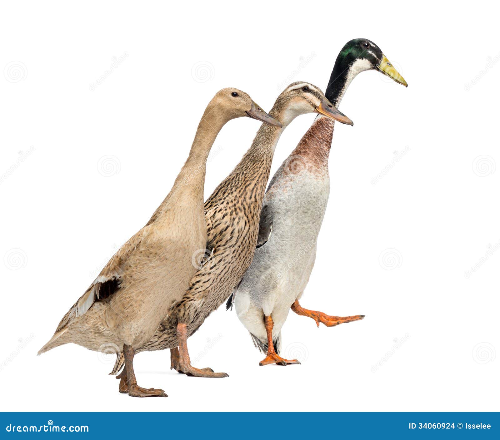 Side View of Three Ducks in a Race, Isolated Stock Photo - Image of ...