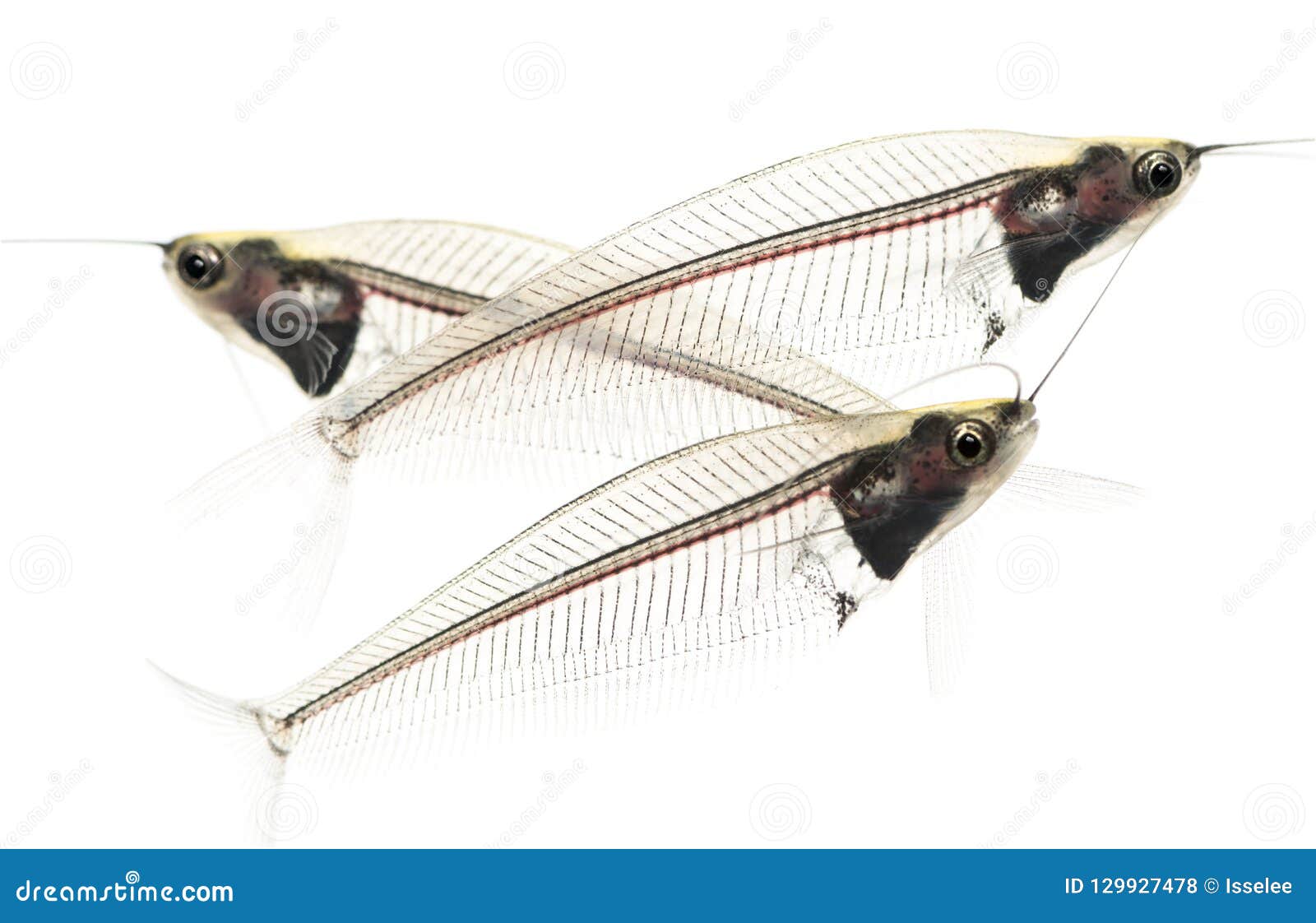 Side View of Three Ghost Catfish, Kryptopterus Minor Stock Photo ...