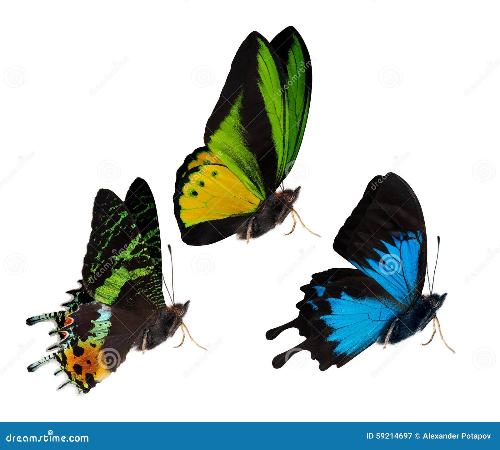 Side View of Three Isolated Butterflies Stock Image - Image of ...