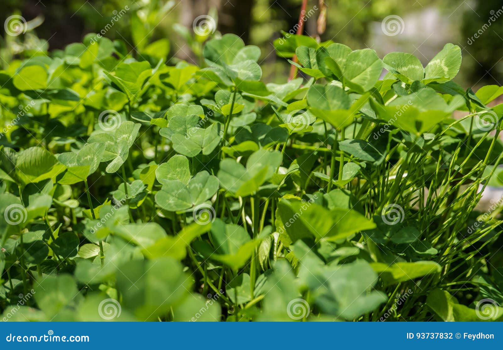 Side View of Three-leaf Clovers. Stock Photo - Image of green ...