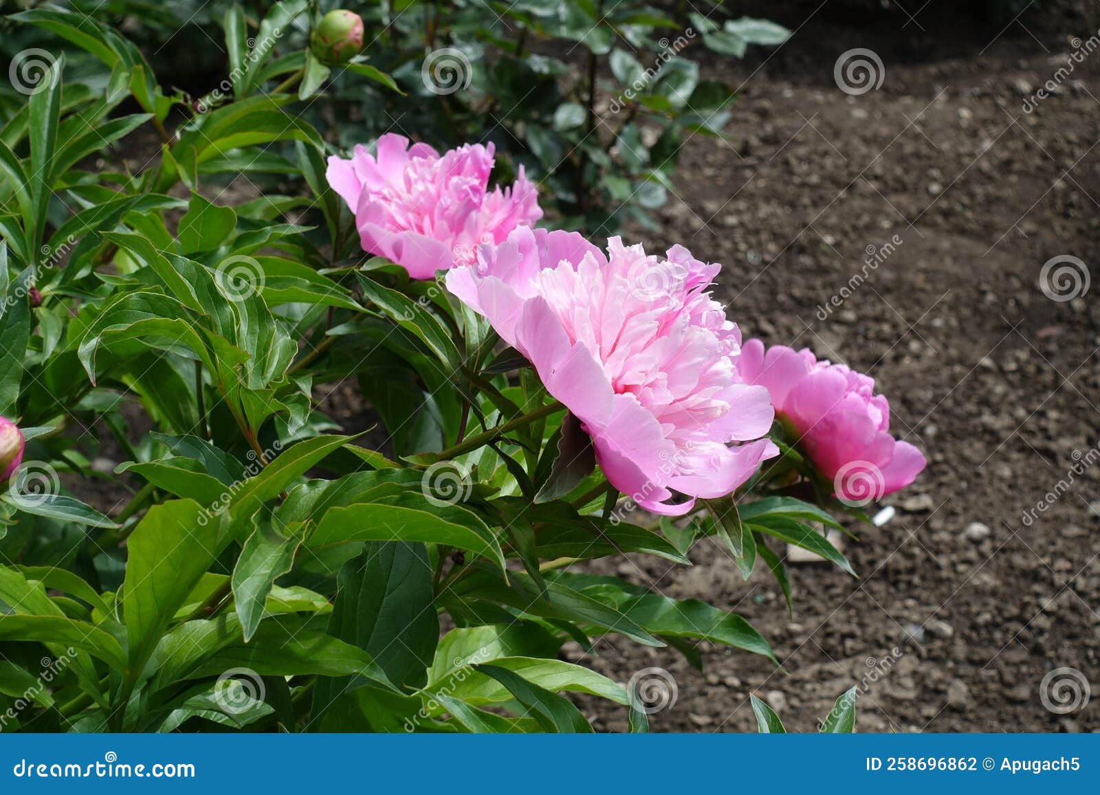 Side View of Three Pink Flowers of Peonies in Mid May Stock Photo ...