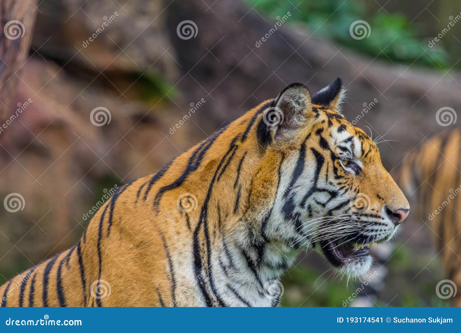Side view of Tiger face stock image. Image of front - 193174541