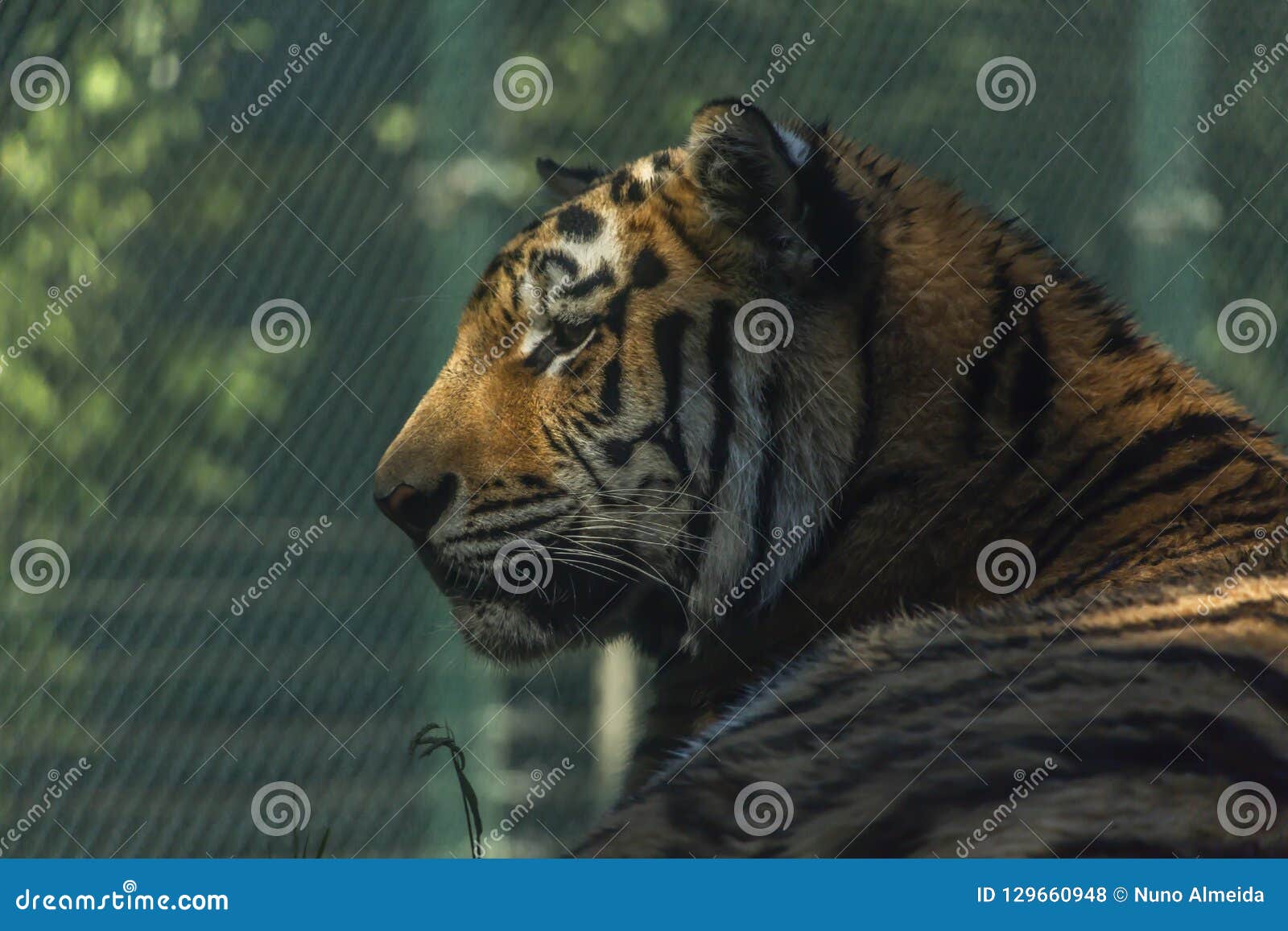 Side view of tiger`s head stock photo. Image of altaica - 129660948