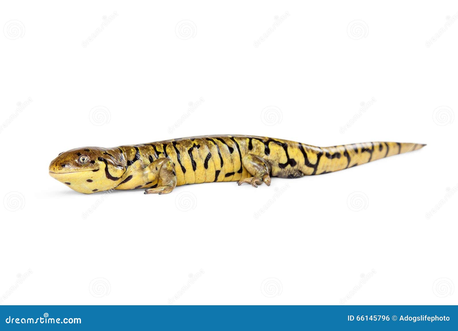 Side View of Tiger Salamander Stock Photo - Image of studio, nature ...