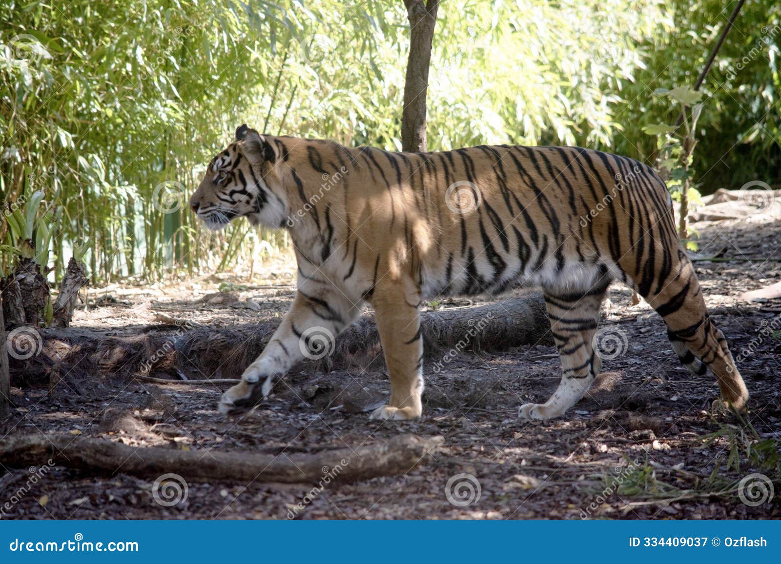 This is a Side View of a Tiger Stock Image - Image of fangs, stripes ...