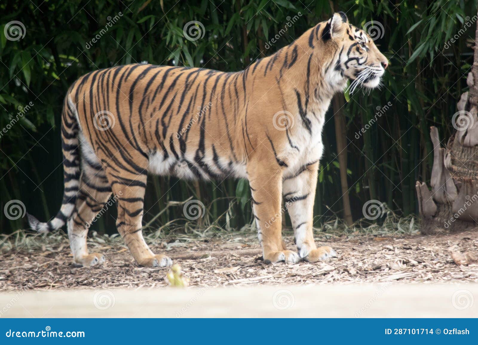 This is a Side View of a Tiger Stock Photo - Image of white, wild ...