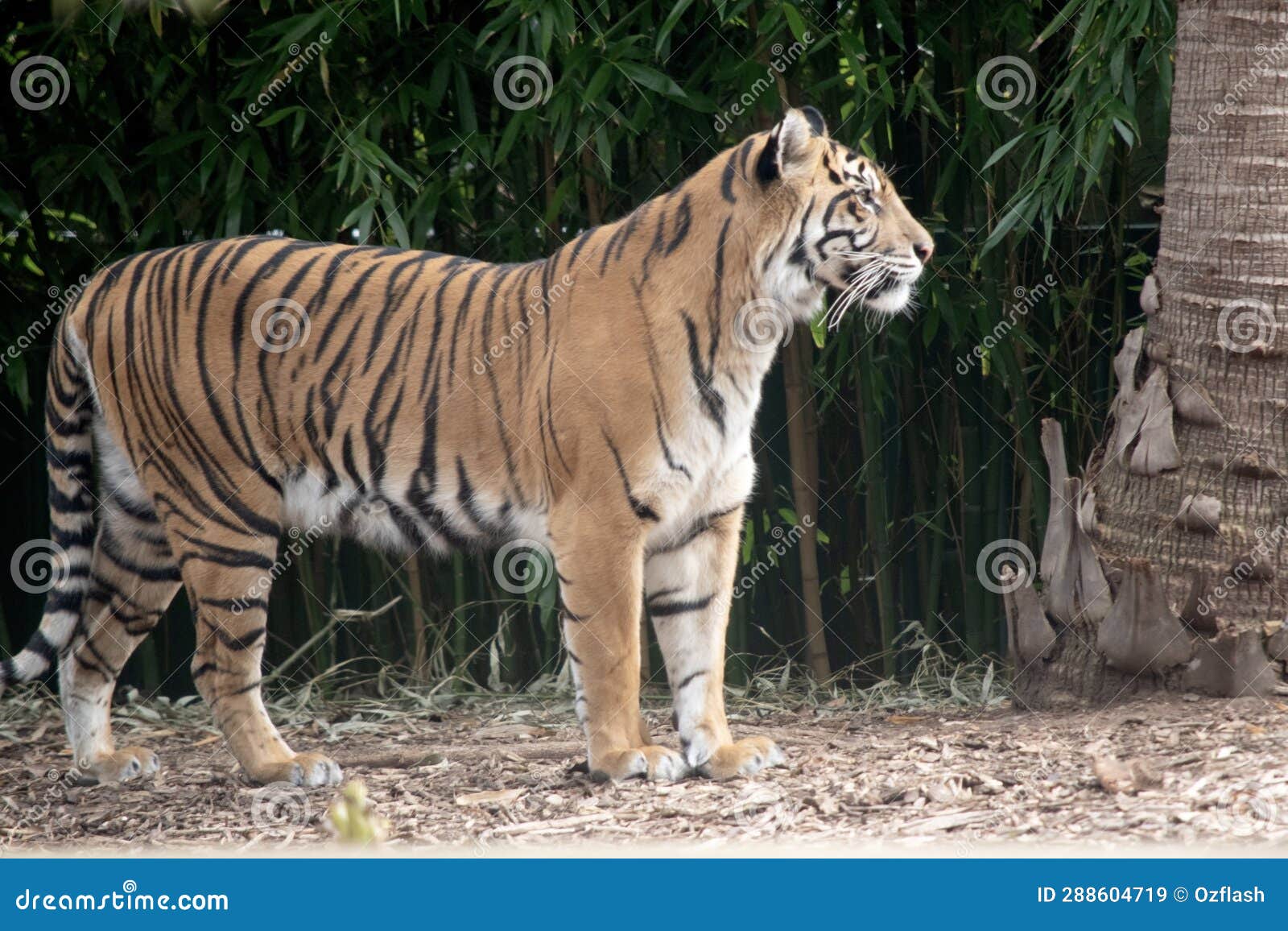This is a Side View of a Tiger Stock Image - Image of white, wild ...
