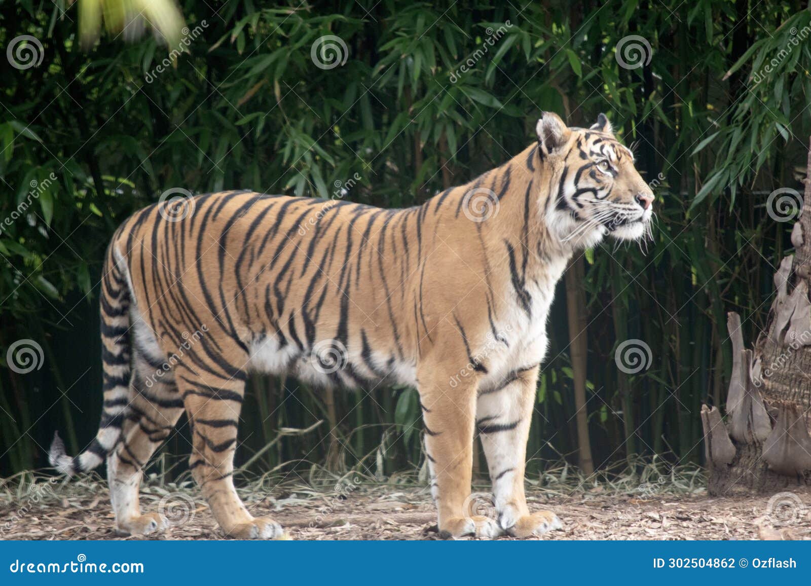 Side view of a tiger stock photo. Image of pink, gorgeous - 302504862