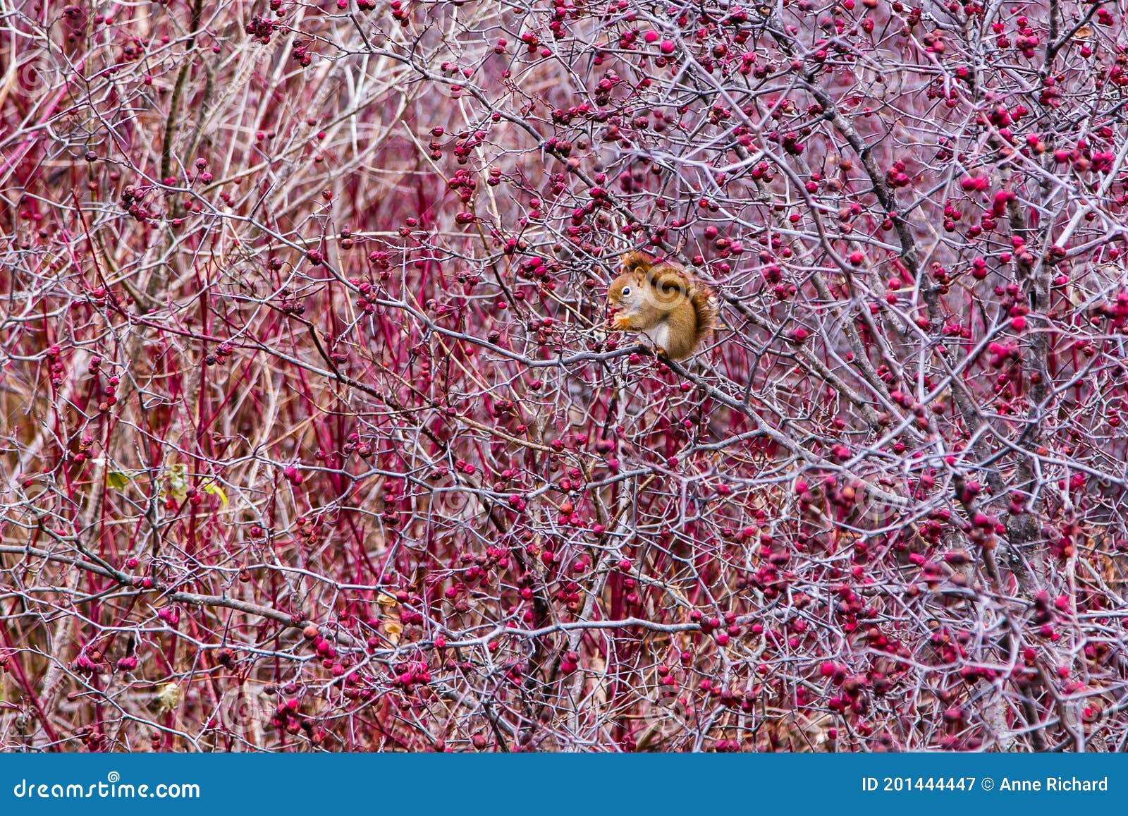 Side View of Tiny American Red Squirrel Perched in Dense Bush Eating ...