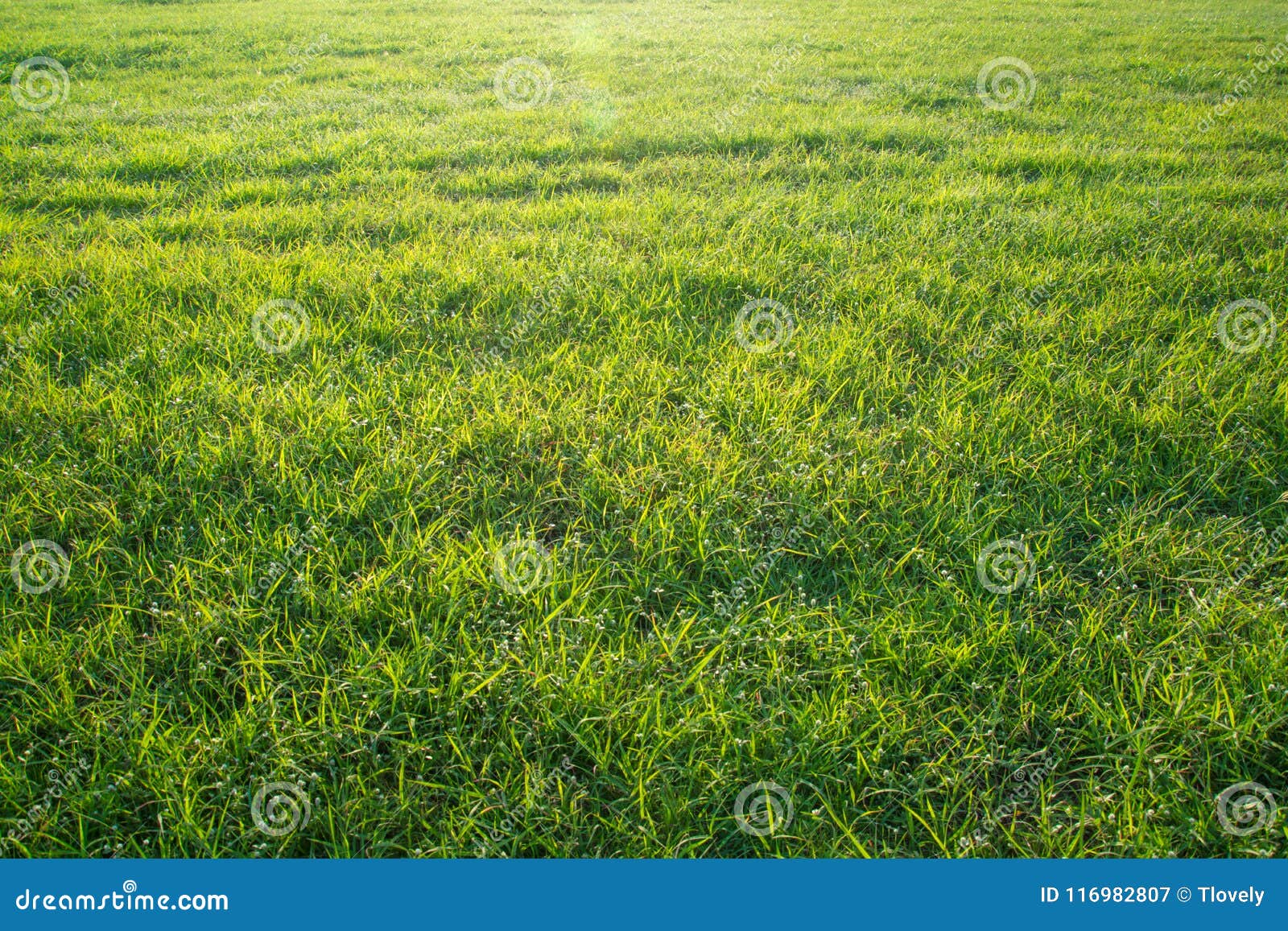Side View To the Grass Meadow Stock Image - Image of copy, color: 116982807
