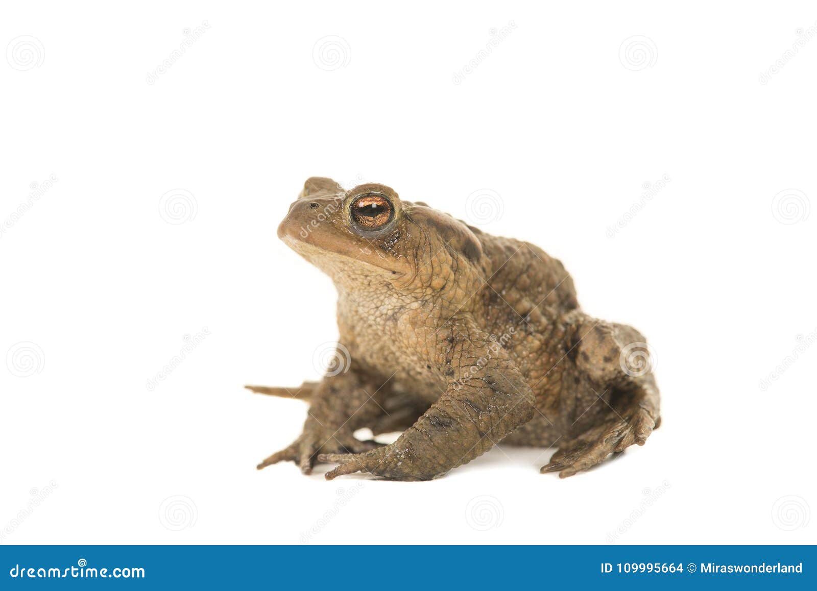 Side View of a Toad on a White Background Stock Photo - Image of ...