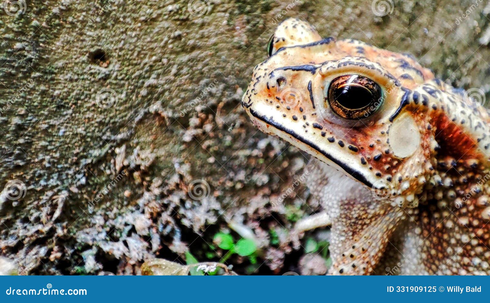 Close Up Toad from the Side. Stock Image - Image of amphibian, green ...