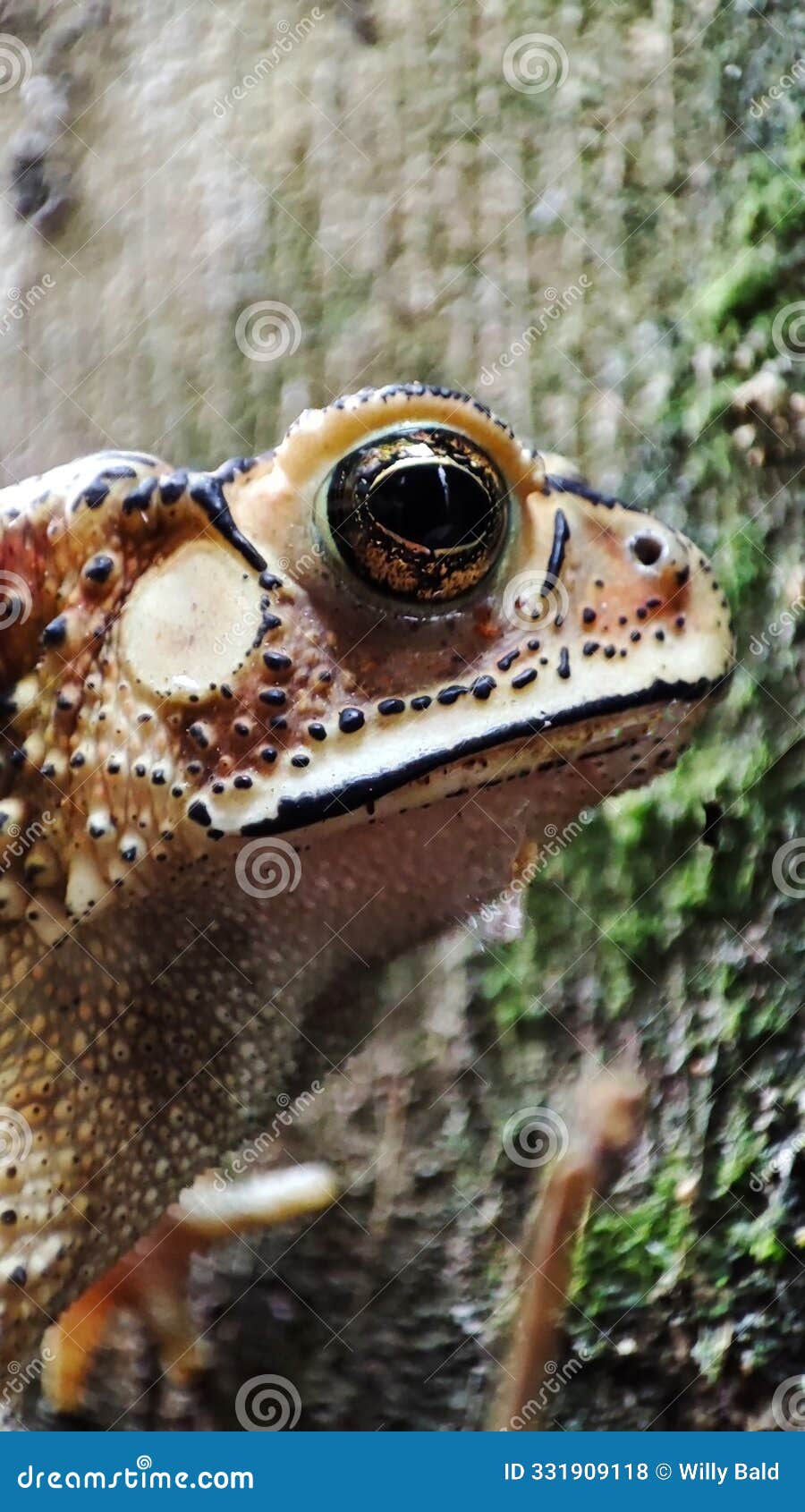 Close Up Toad from the Side. Stock Photo - Image of nature, environment ...