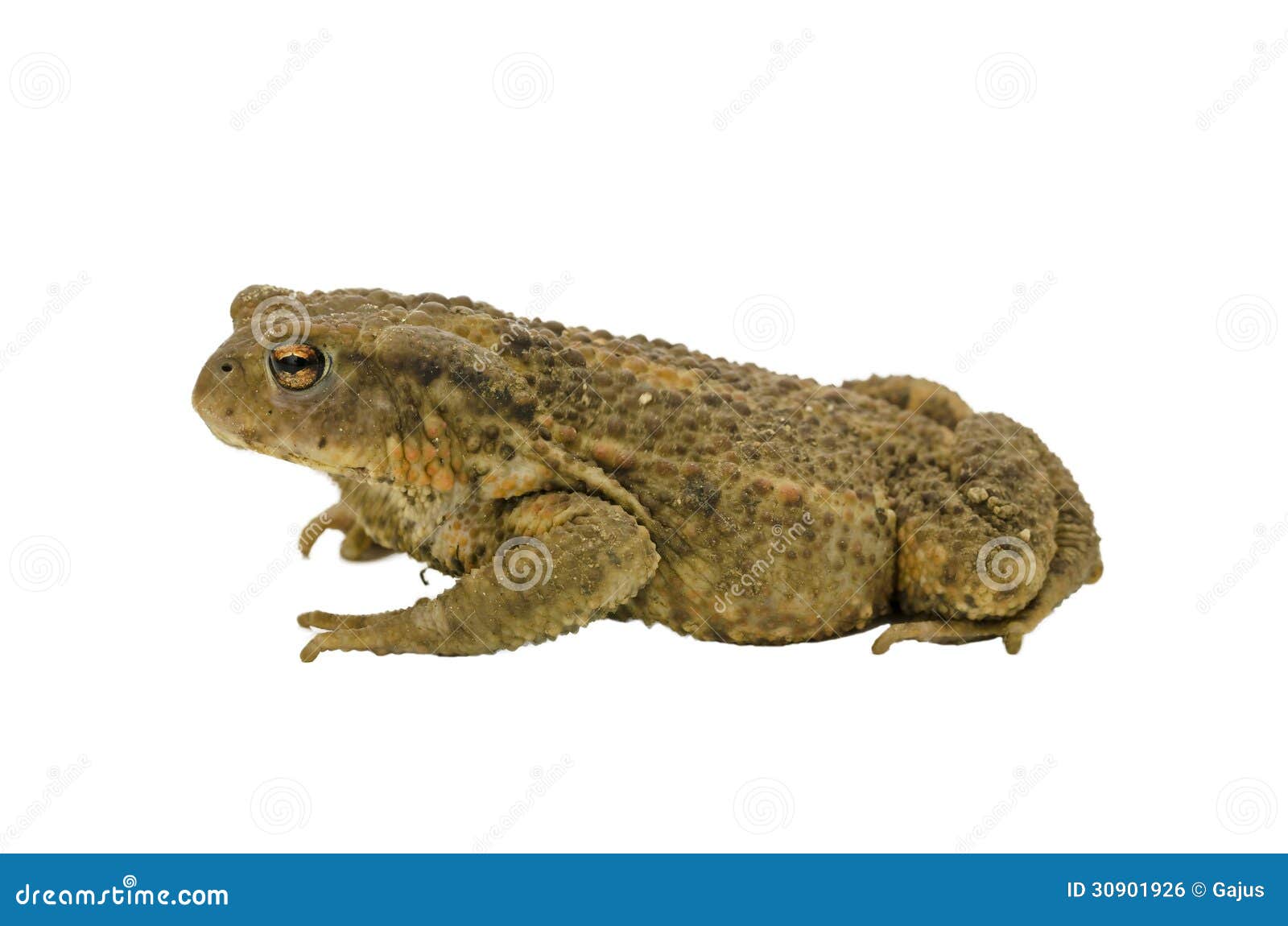 Side view of a toad stock photo. Image of studio, shot - 30901926