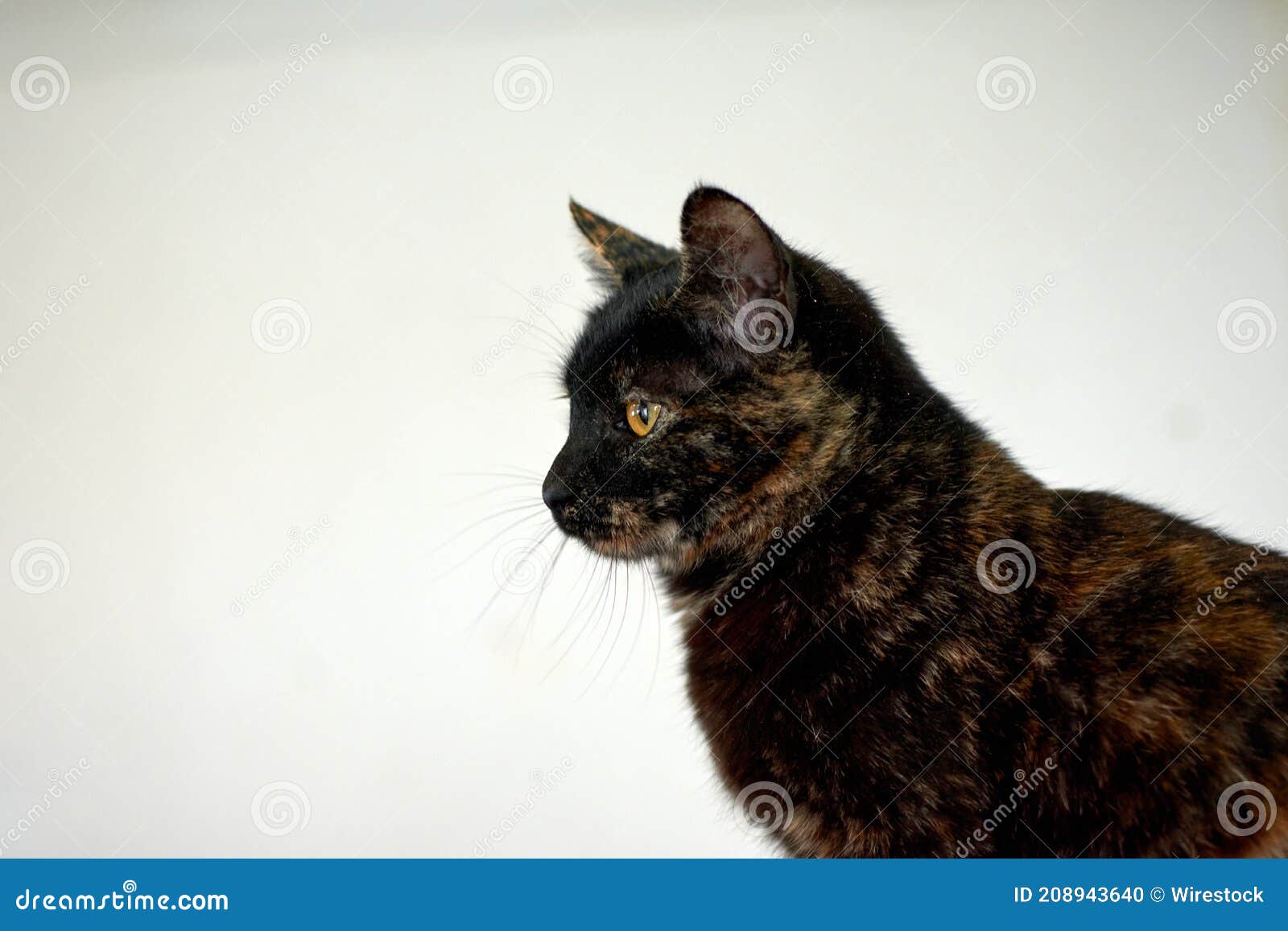 Side View of a Tortoiseshell Cat Against White Background Stock Photo ...