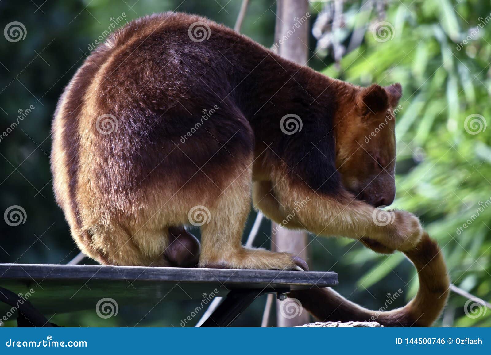 This is a Side View of a Tree Kangaroo Stock Photo - Image of eyes ...