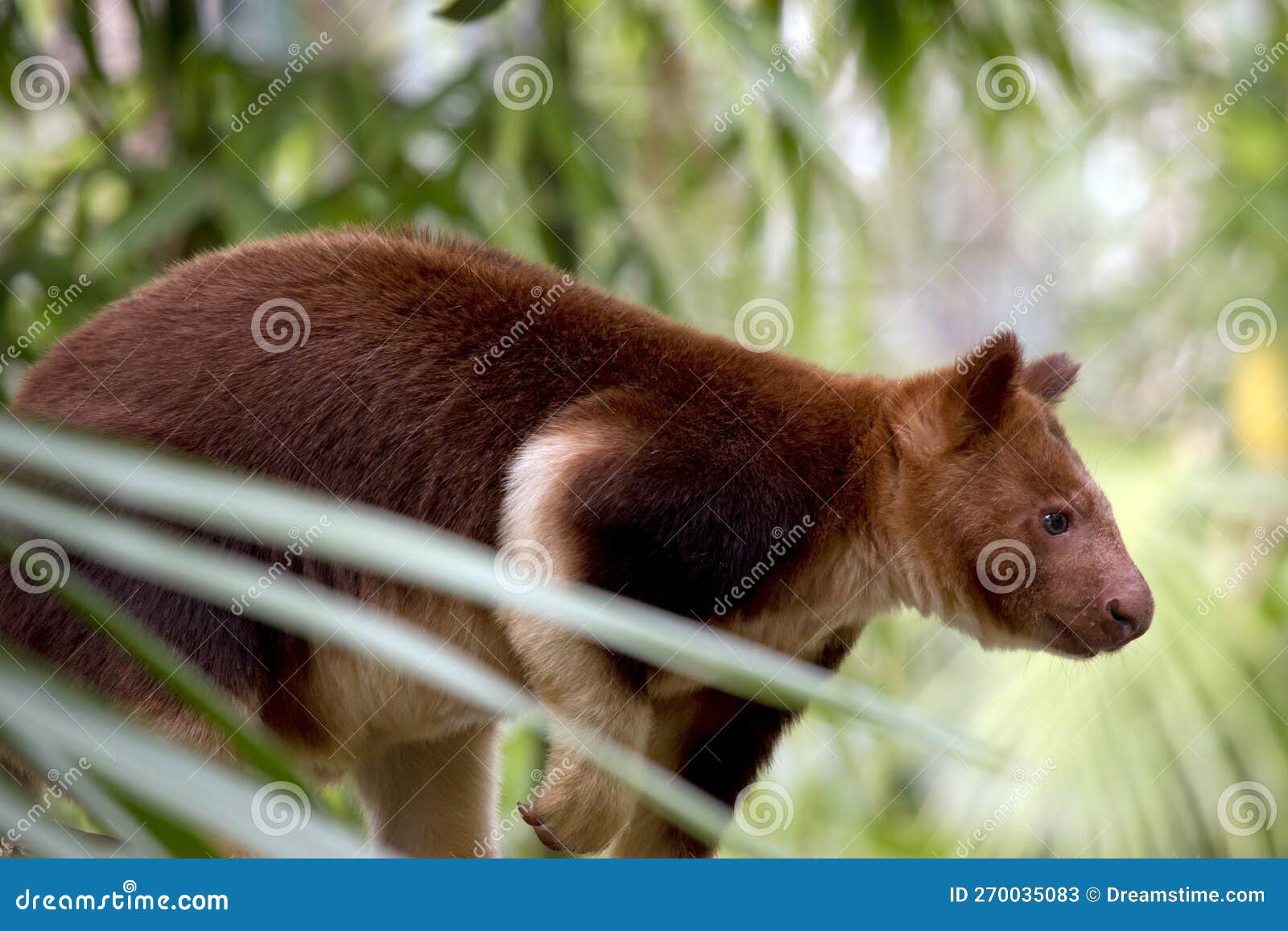 This is a Side View of a Tree Kangaroo Stock Image - Image of wallaby ...