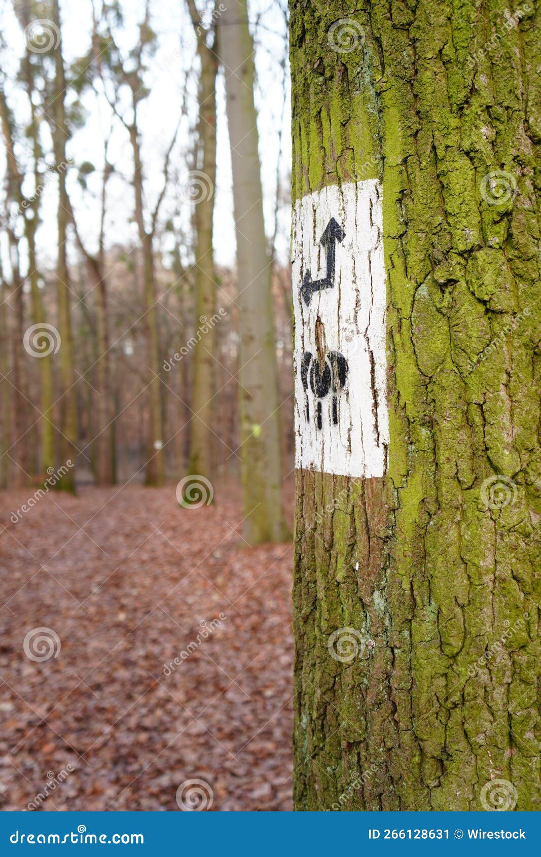 Side View of a Tree Trunk with a Painted Directional Sign Stock Image ...