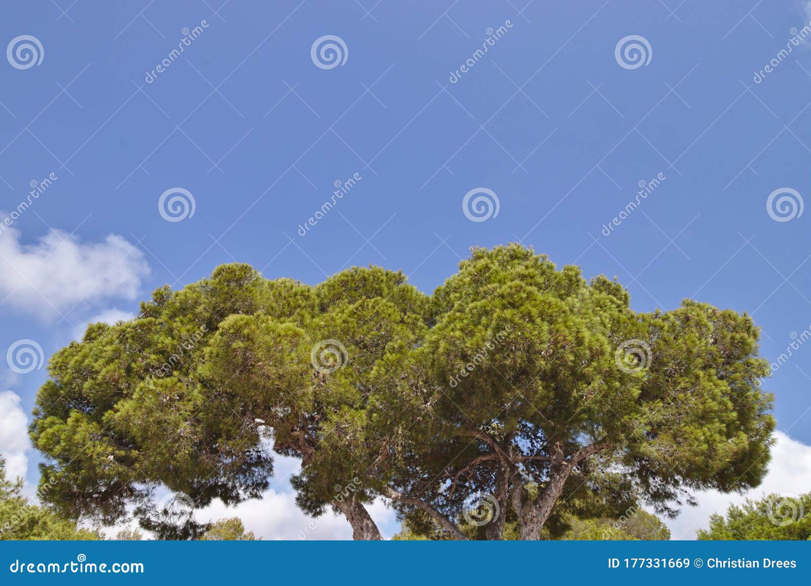 Side View on a Treetop and Blue Sky Stock Image - Image of sunny, fresh ...