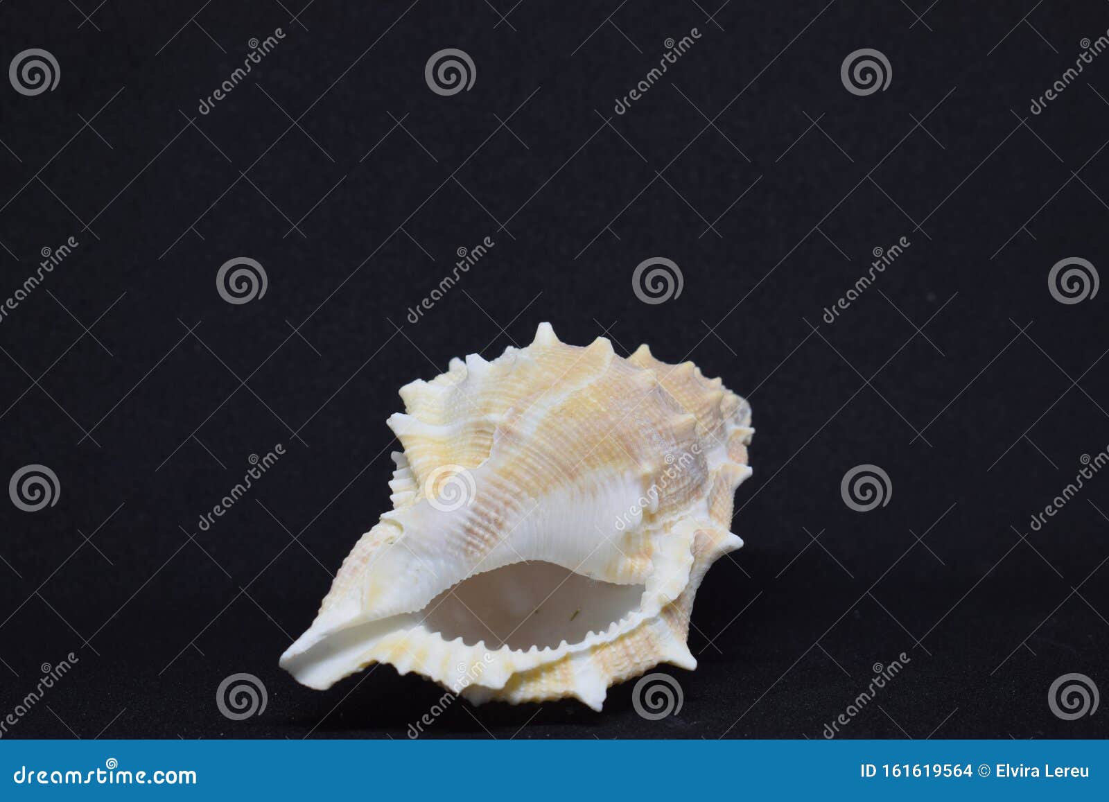 Side View of Triton Small Seashell Conch on Black Background Stock ...