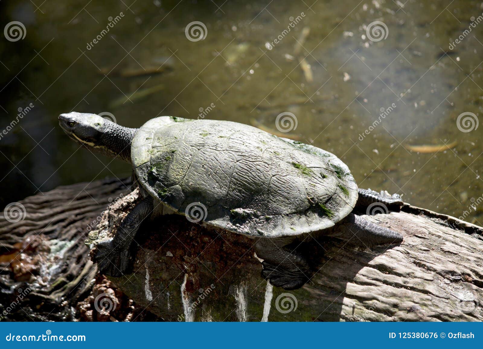 Turtle on a log stock photo. Image of claws, face, cold - 125380676