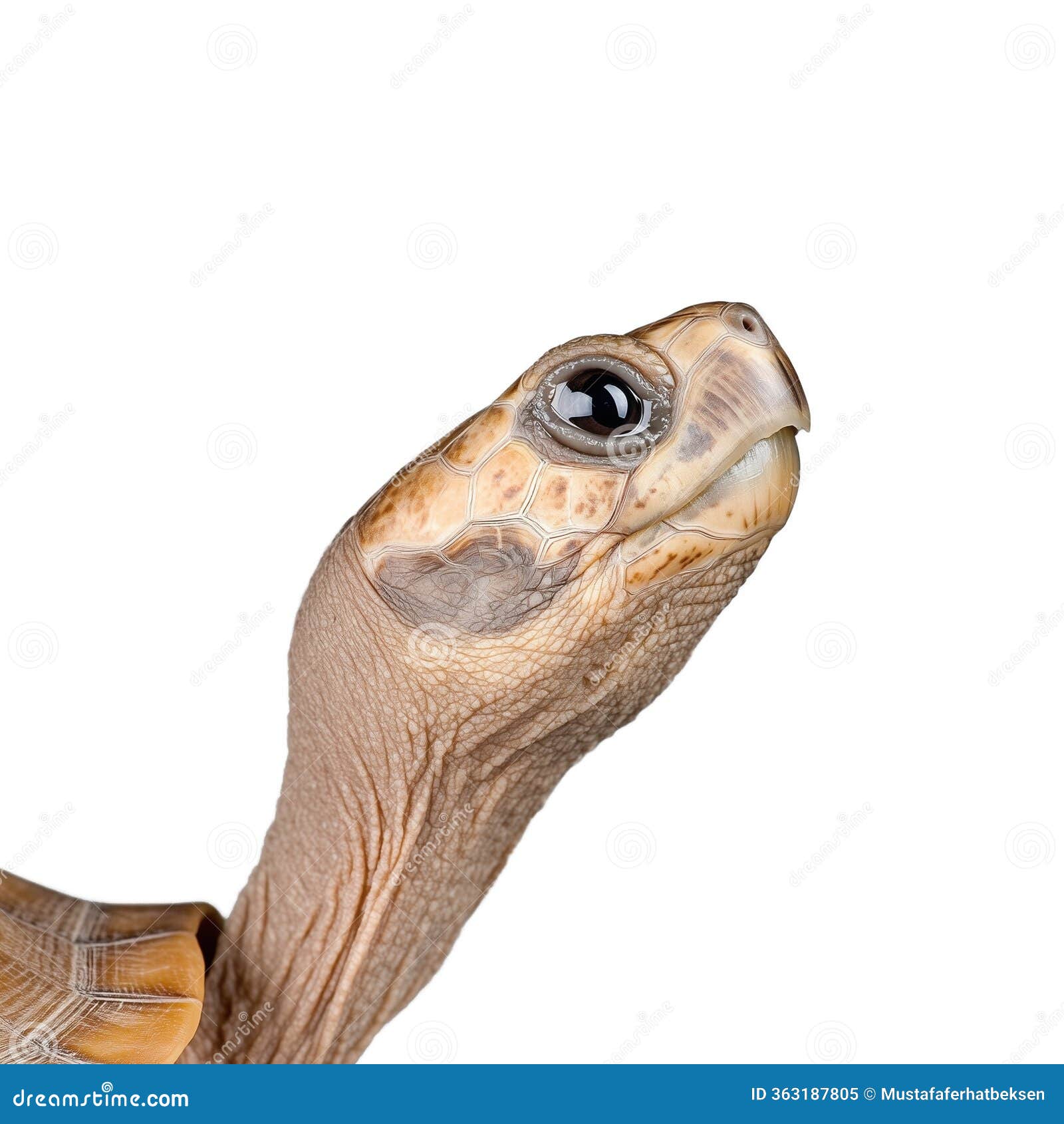 Side View of a Turtle Walking with Extended Legs, Isolated on ...