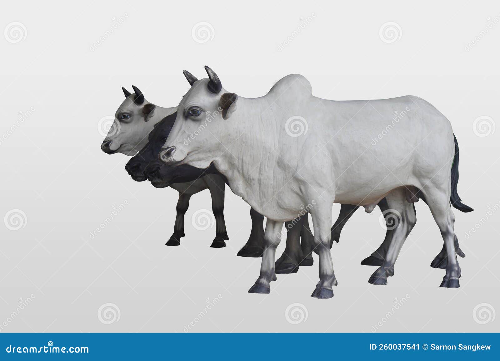 Side View, Two Cows, White and Black Cows and Two Black Buffalo are ...