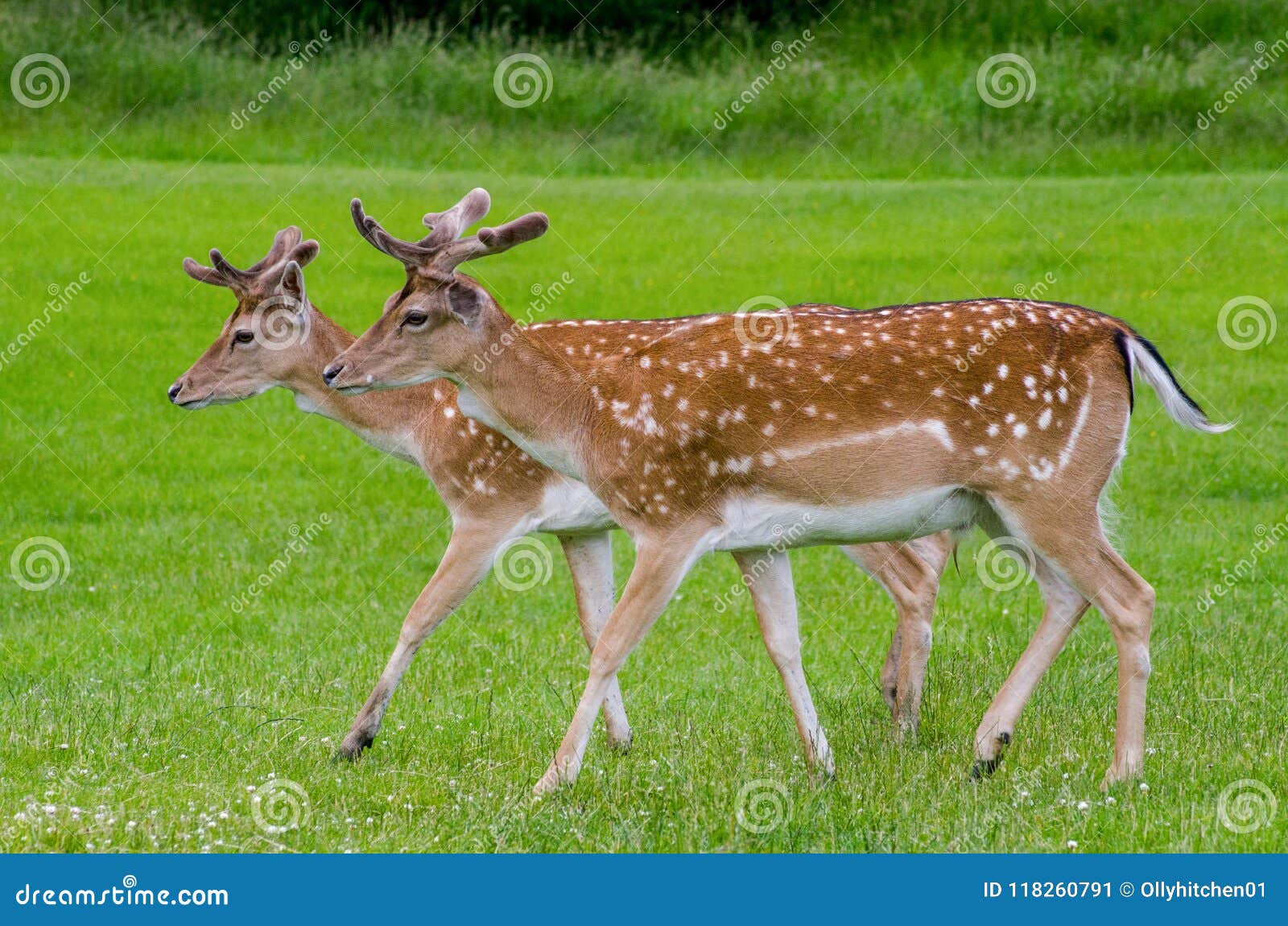 A Side View of Two Fallow Deer Stock Image - Image of antler, mammal ...