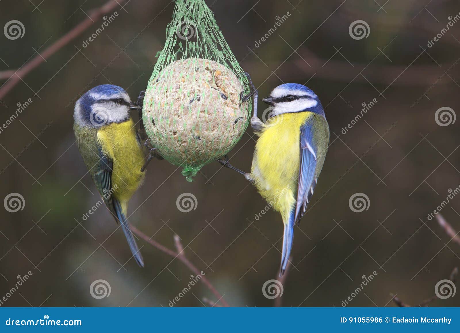 Side View of Two Garden Birds Perched on Feeder. Stock Photo - Image of ...