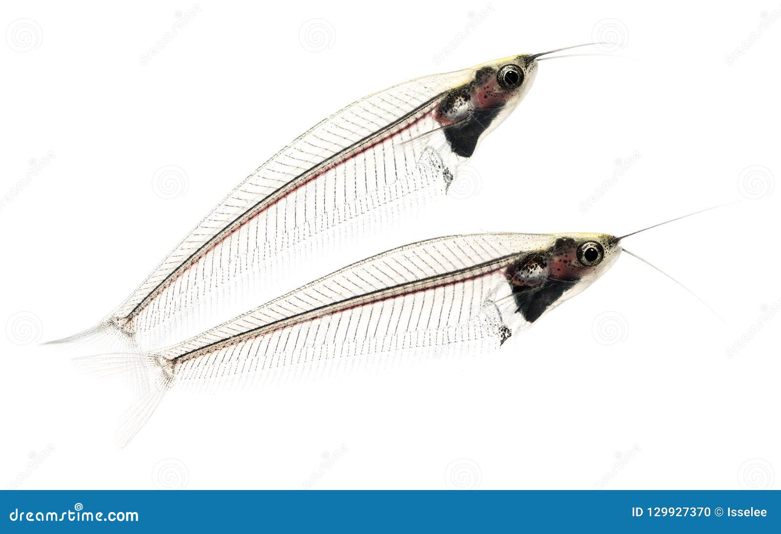 Side View of Two Ghost Catfish, Kryptopterus Minor Stock Photo - Image ...