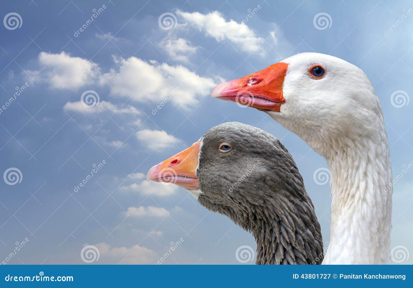 Side view of two goose stock image. Image of horizontal - 43801727