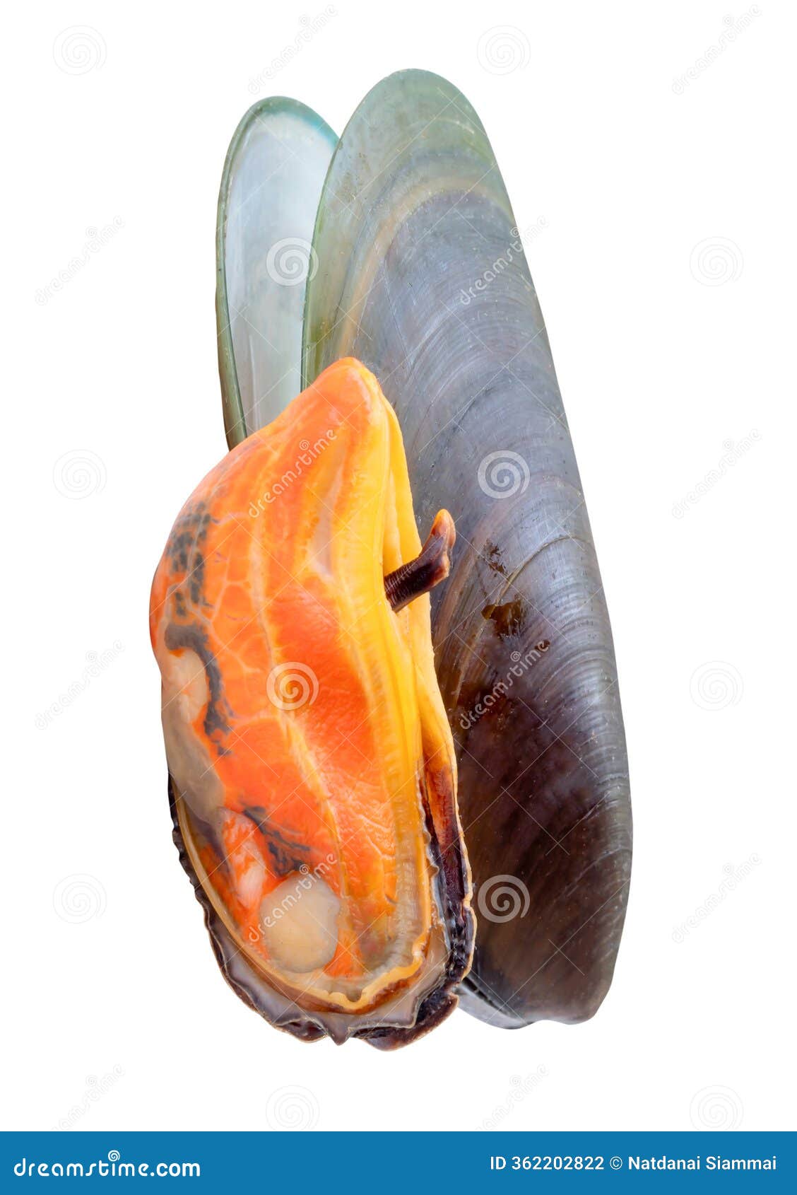 Side View of Two Green Mussels with Meat Isolated on White Background ...