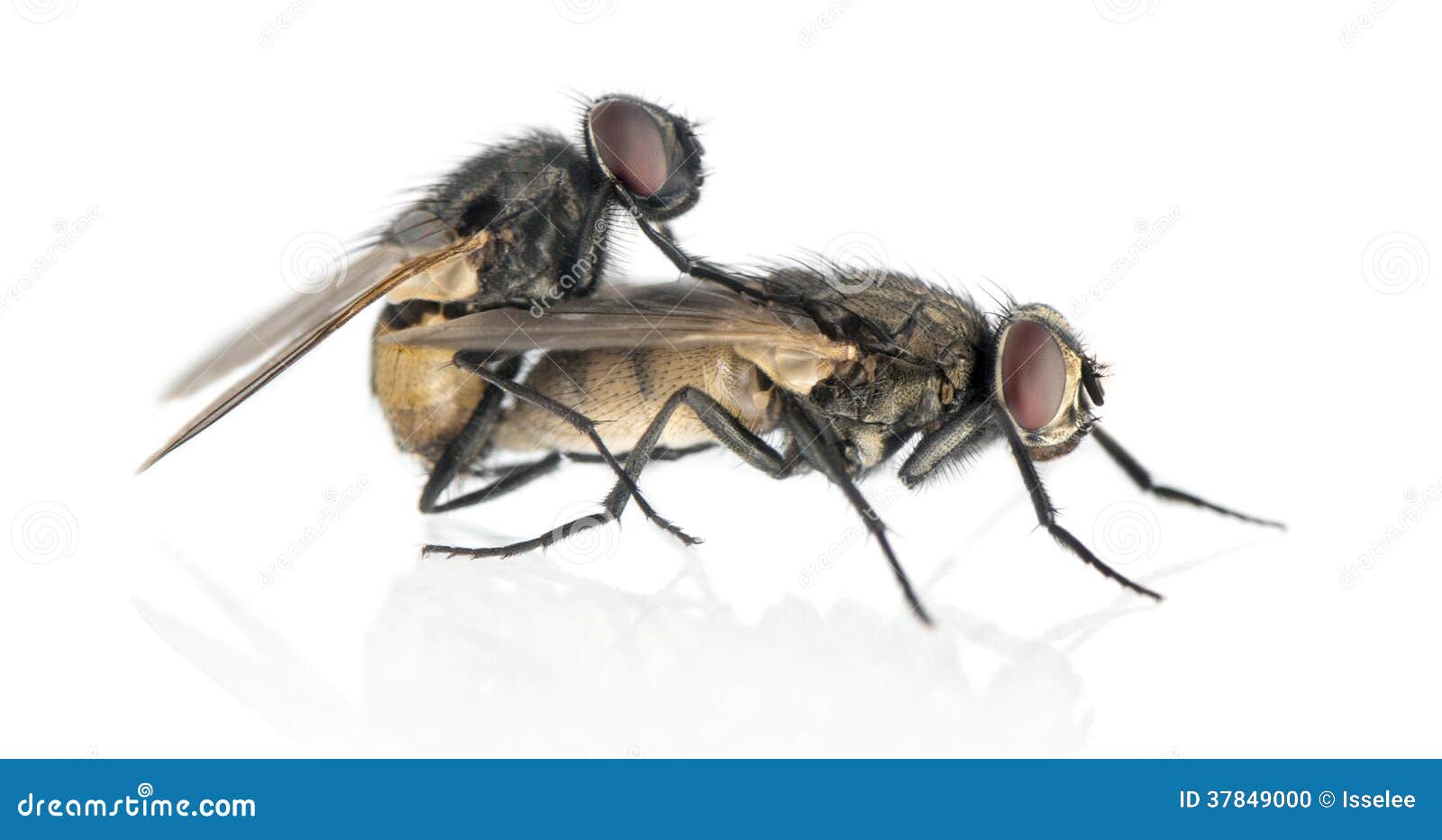 Side View of Two House Flies Copulating, Muscidae, Isolated Stock Photo ...