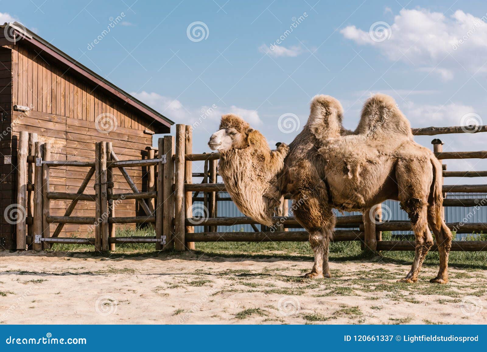 Side View of Two Humped Camel Standing in Corral Under Sunlight Stock ...