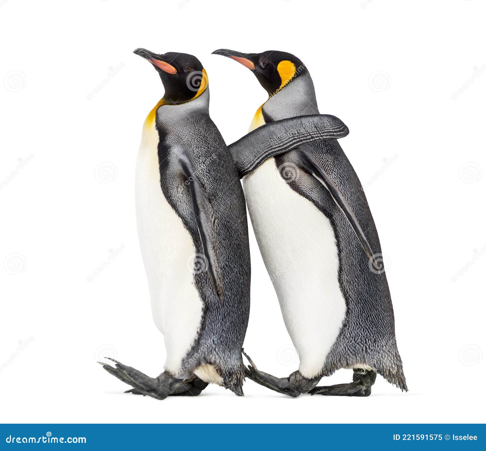 Side View of Two King Penguin Walking Stock Image - Image of profile ...
