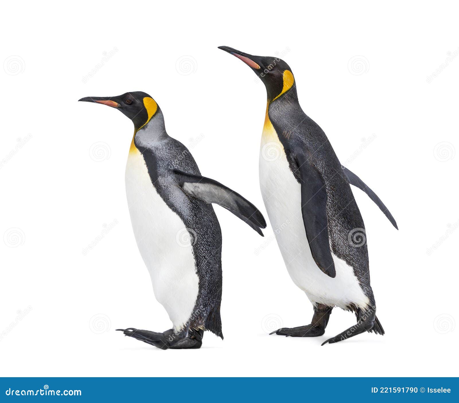 Side View of a King Penguin Walking Stock Photo - Image of shot ...