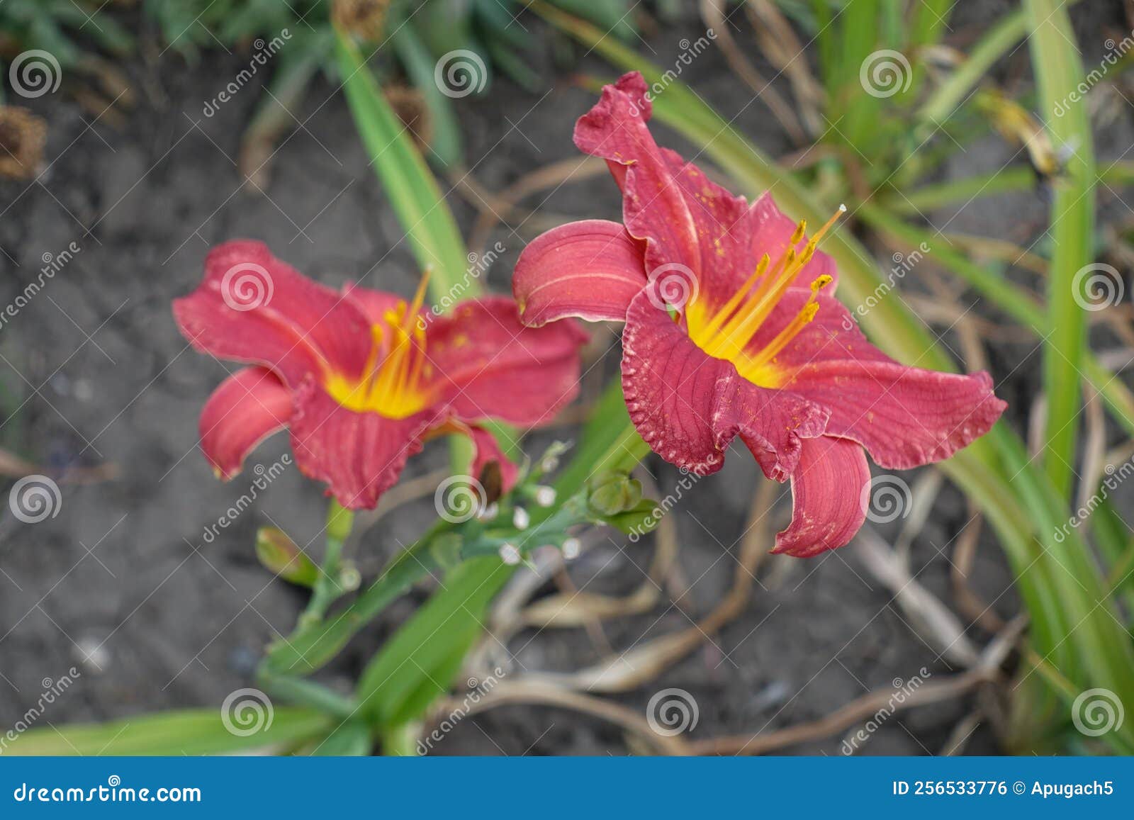 Side View of Two Red Flowers of Hemerocallis Fulva in July Stock Photo ...