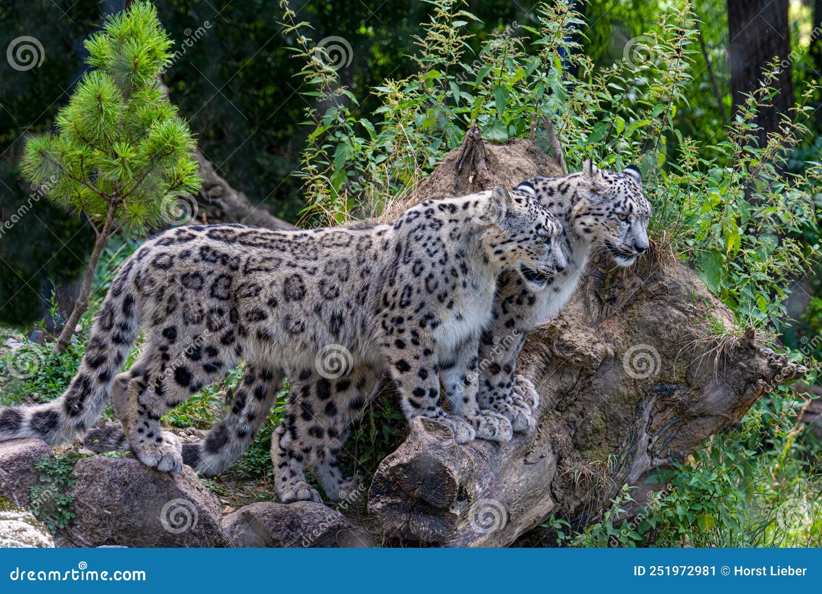 Side View of Two Snow Leopards Panthera Uncia Stock Image - Image of ...