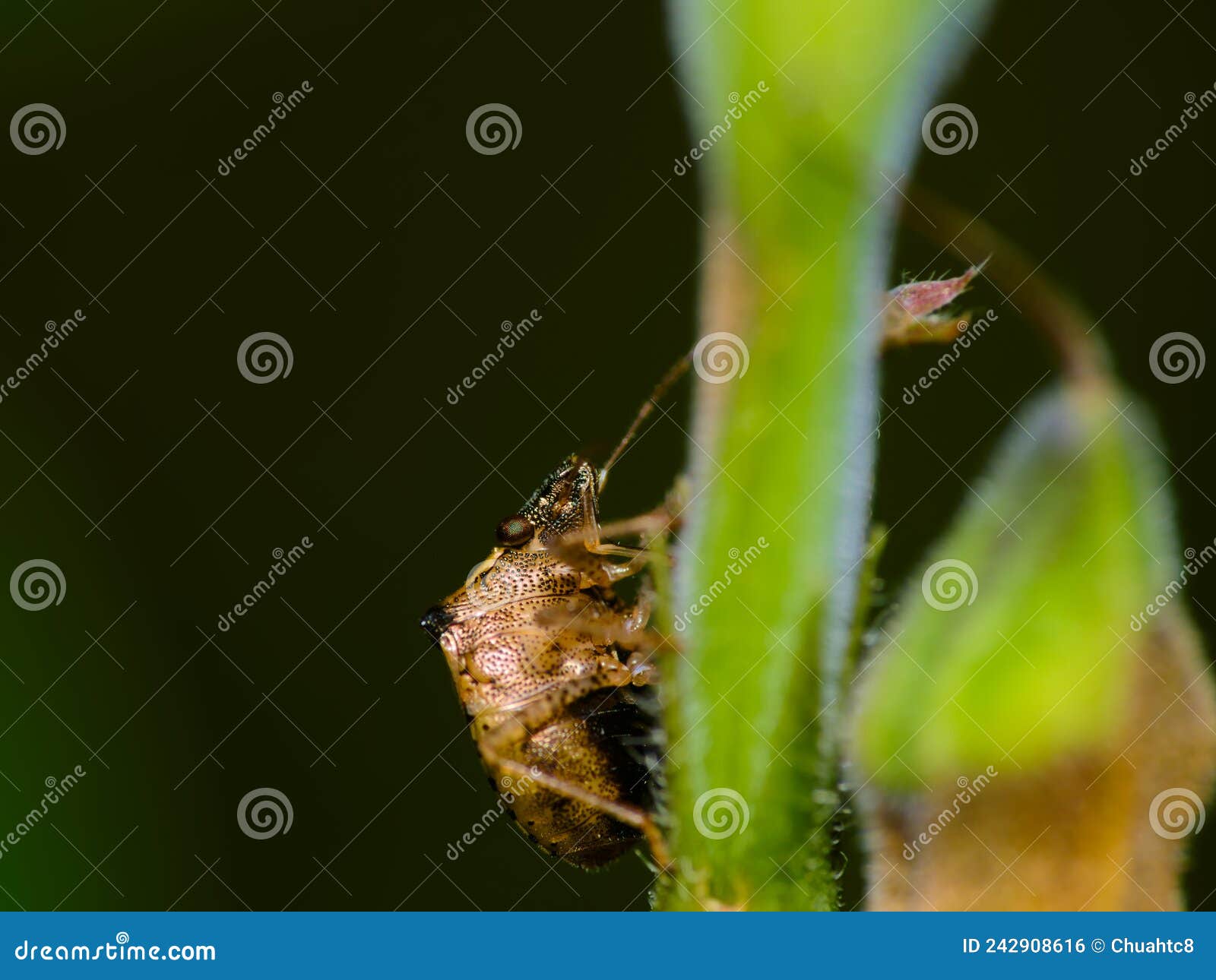 Side View of a Two Spotted Sesame Bug Stock Photo - Image of insect ...