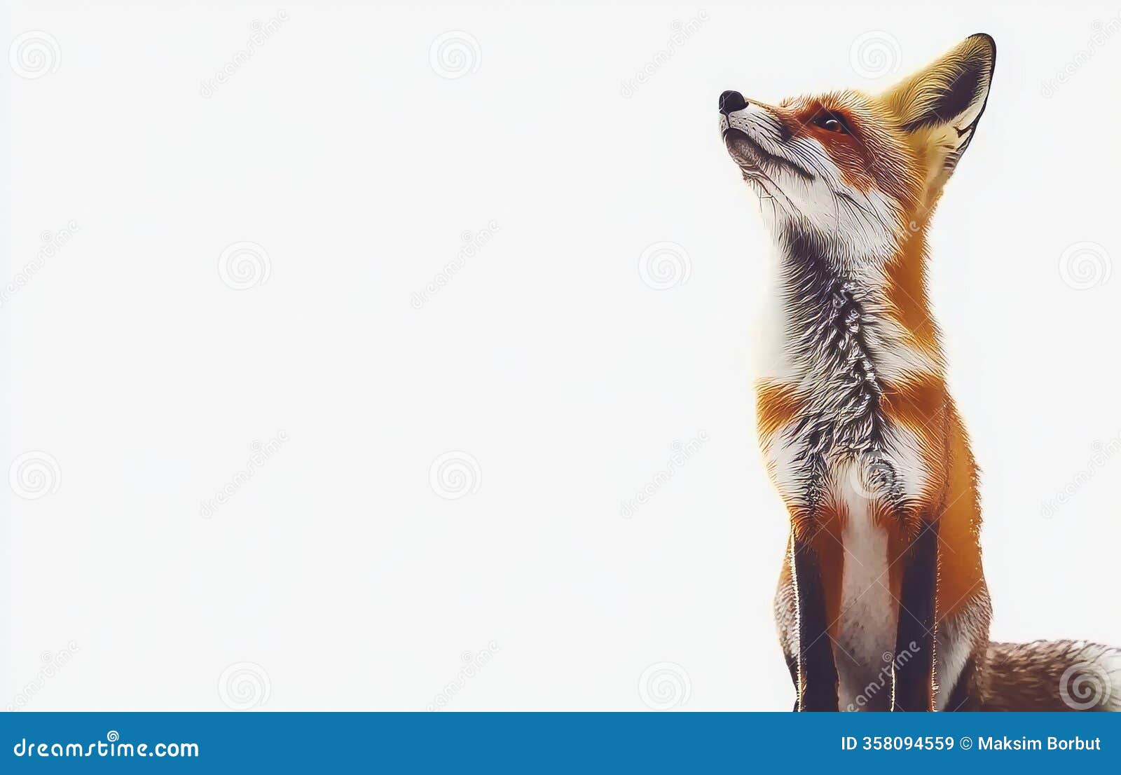 A Side View of a Two-year-old Red Fox Looking Up, Isolated on a White ...