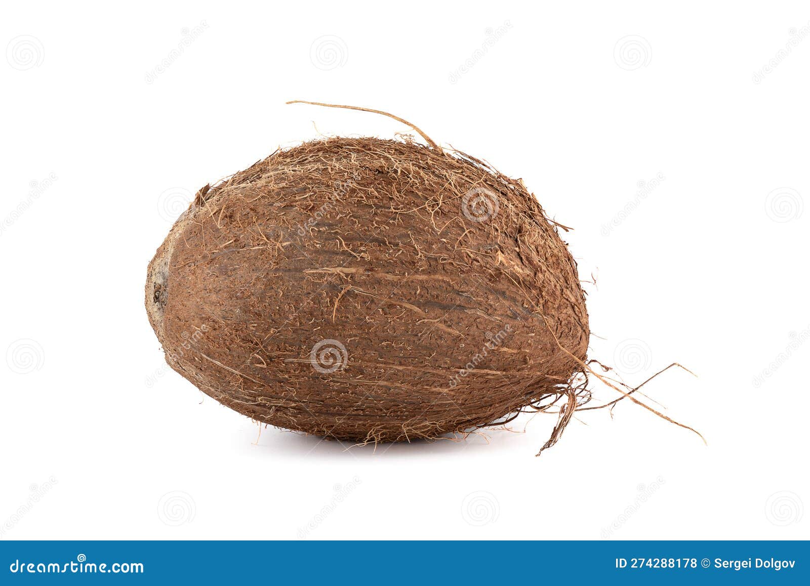 Side View of an Unpeeled Coconut on a White Background. Stock Photo ...