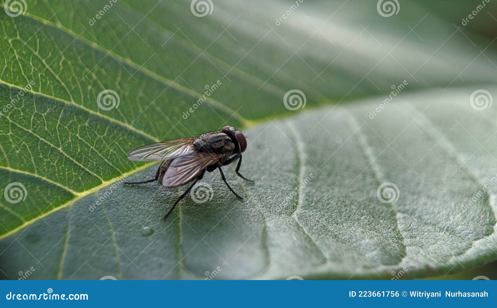 Side View of a Very Unique Little Insect Fly with Very Sharp Eyes Stock ...